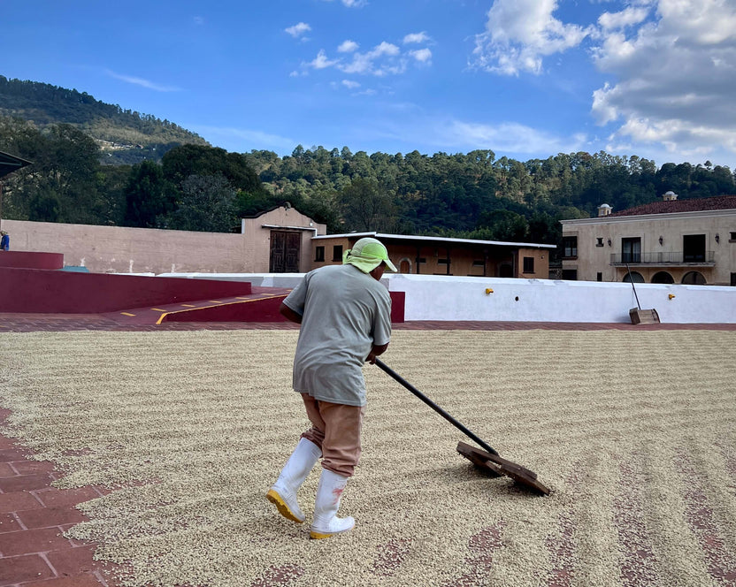 Guatemala El Arco Antigua Specialty Green Coffee | JA Coffee | JA Coffee