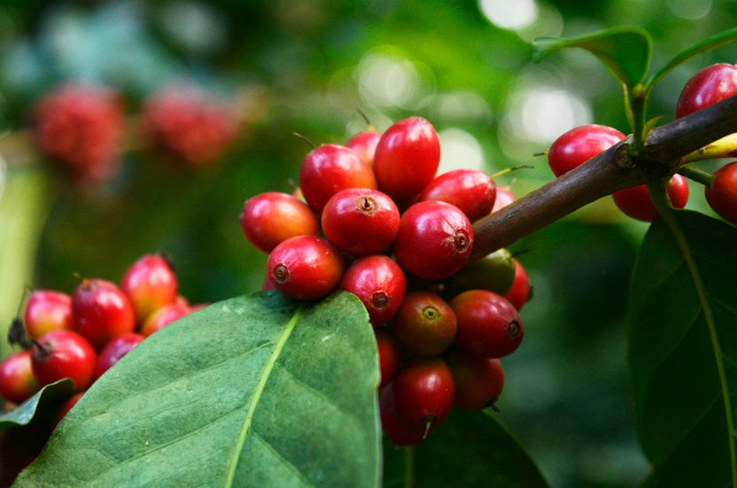 Costa Rican Coffea Diversa Geisha Winey Process - Green Coffee Beans ...