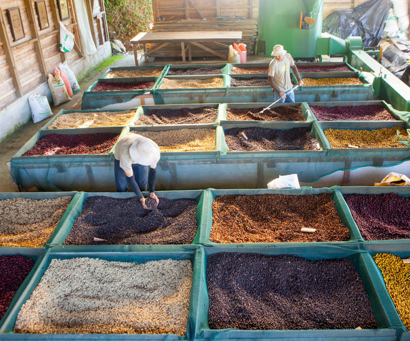 Costa Rican Coffea Diversa Bourbon Longberry honey process - Green ...