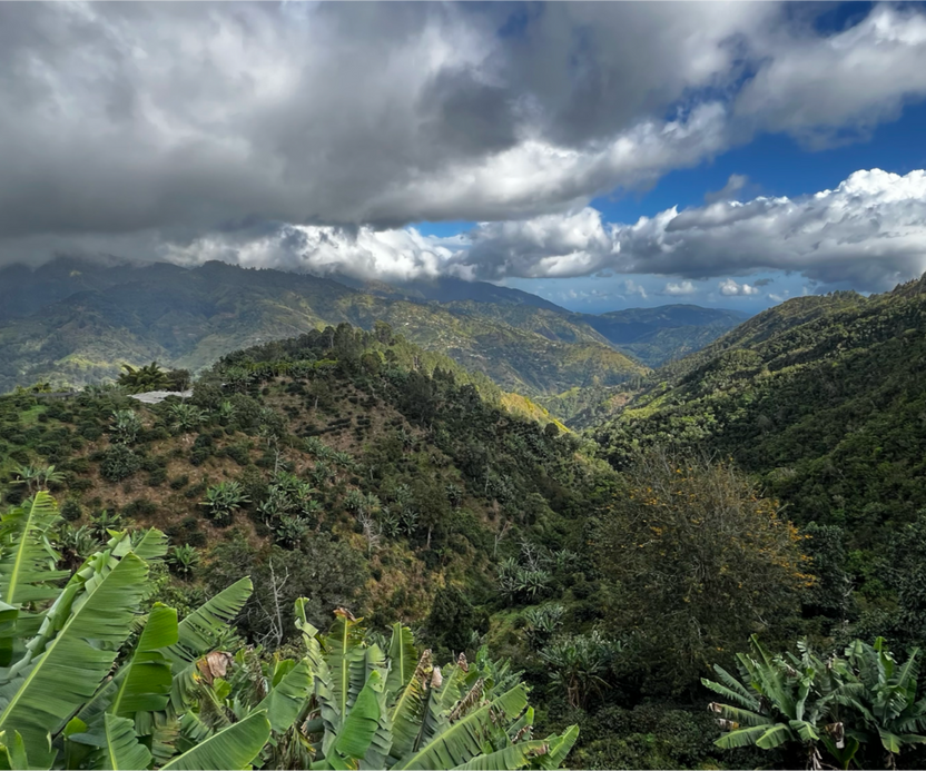 JA Coffee │ 100% Jamaica Blue Mountain Green Coffee Beans - Clifton ...
